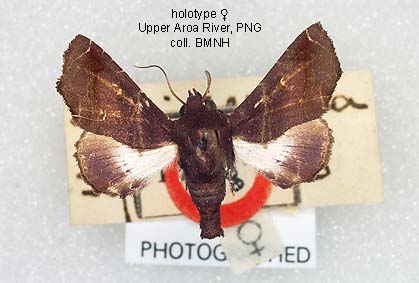 Papua Insects Foundation (Lepidoptera/Euteliidae/Euteliinae ...